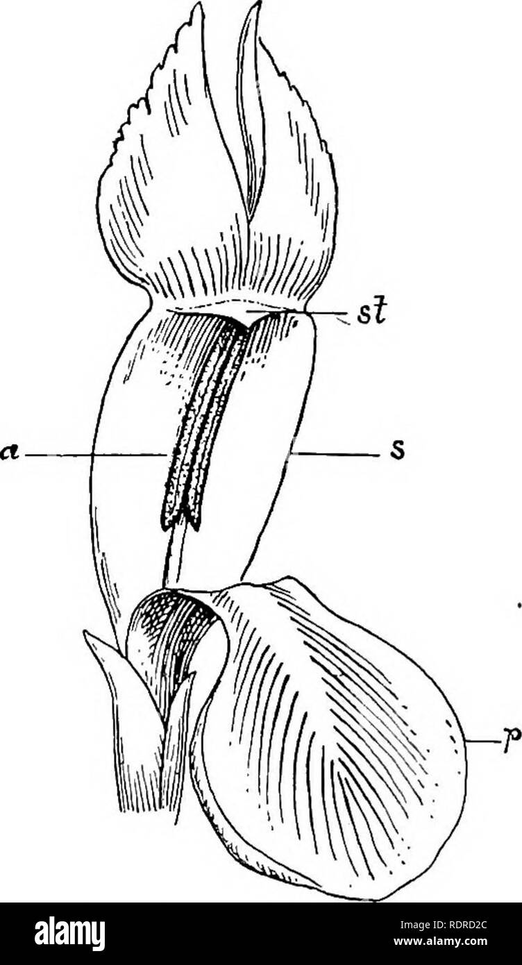 Perianth segment base hi-res stock photography and images - Alamy