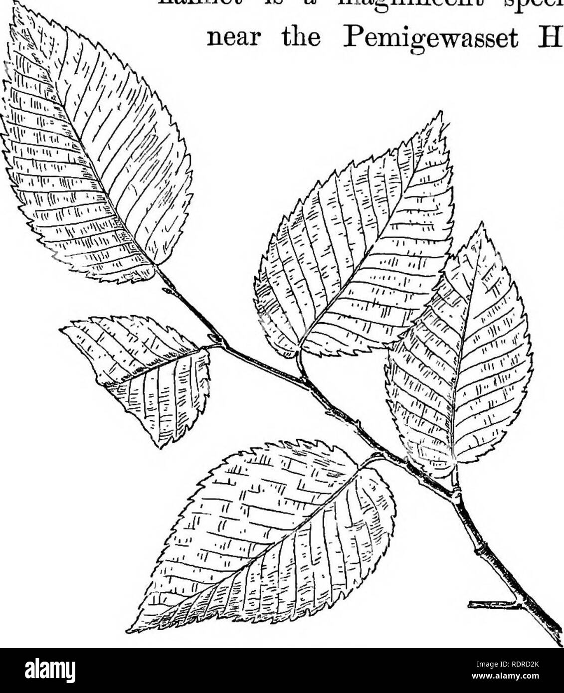 Witch elm tree hi-res stock photography and images - Alamy