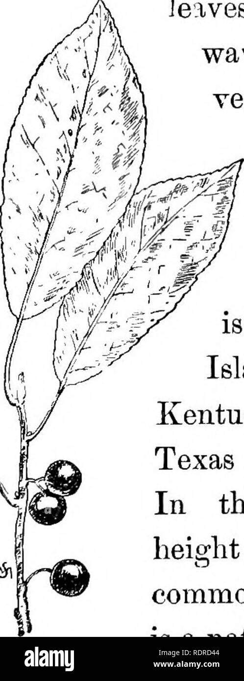 Cherry tree alabama Black and White Stock Photos & Images - Alamy