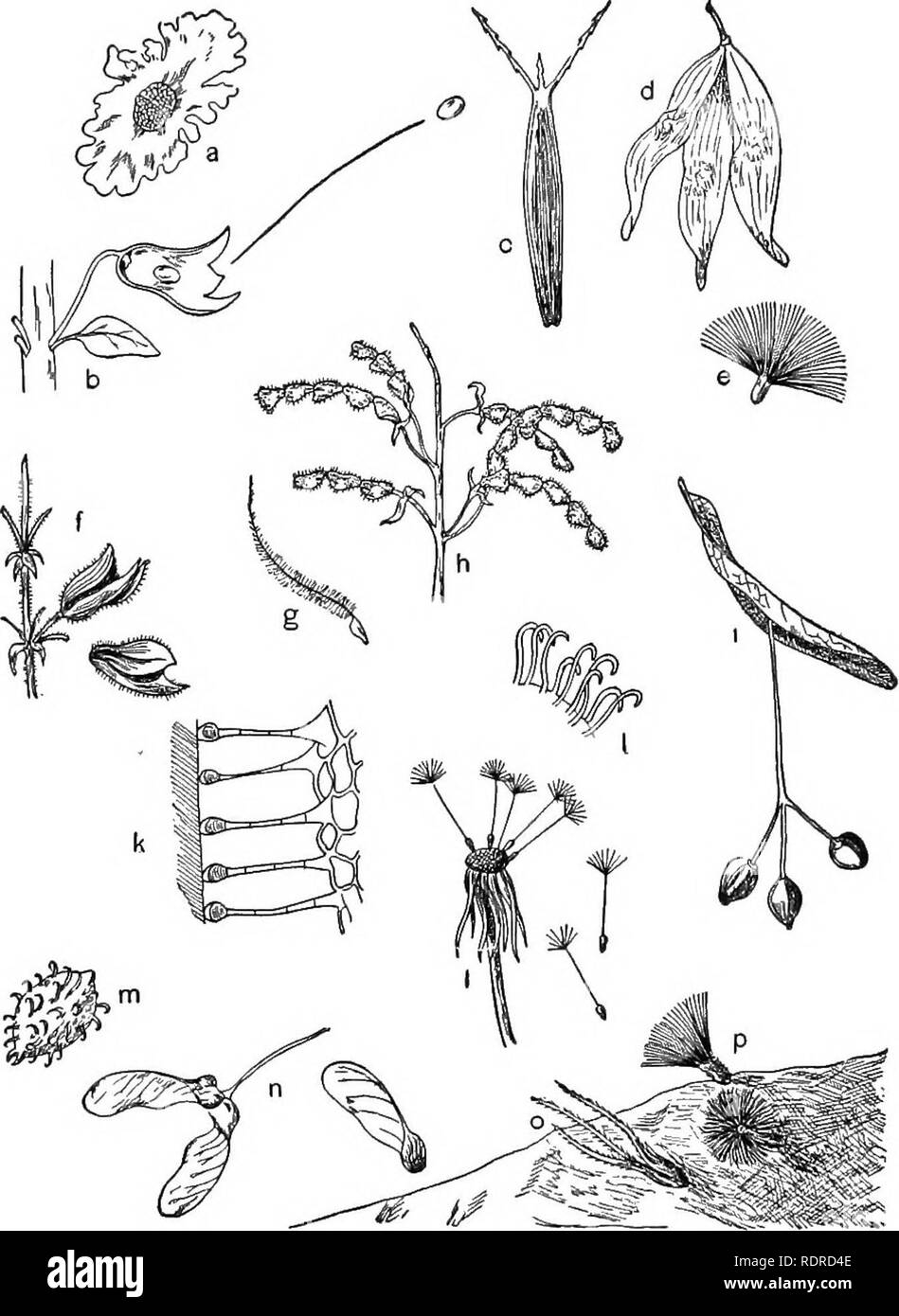 Fruit peduncle Black and White Stock Photos & Images - Alamy