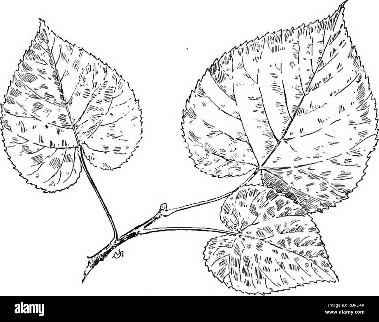 Smaller heart shaped leaf hi-res stock photography and images - Alamy