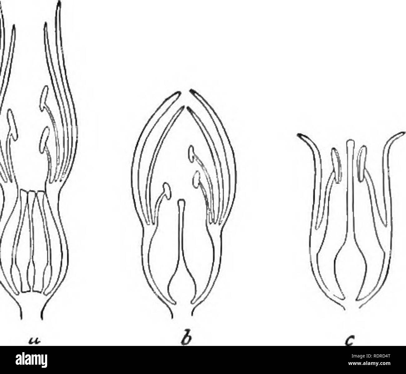 . Introduction to botany. Botany. 2o6 Introduction to Botany. identity ...