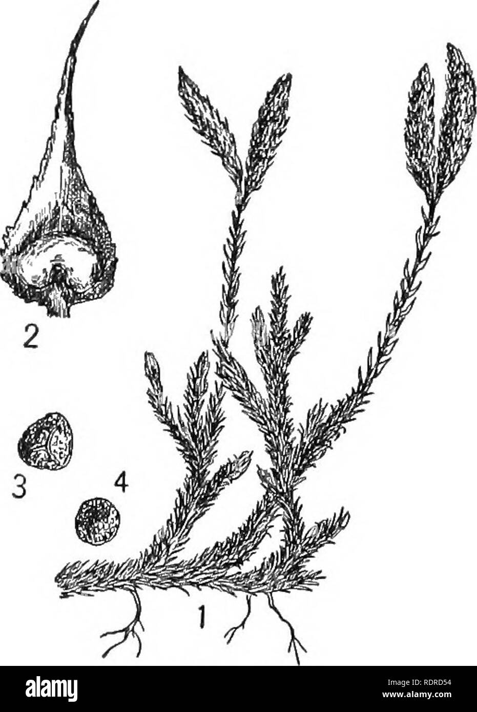 . Introduction to botany. Botany. 202 Introduction to Botany. In order ...