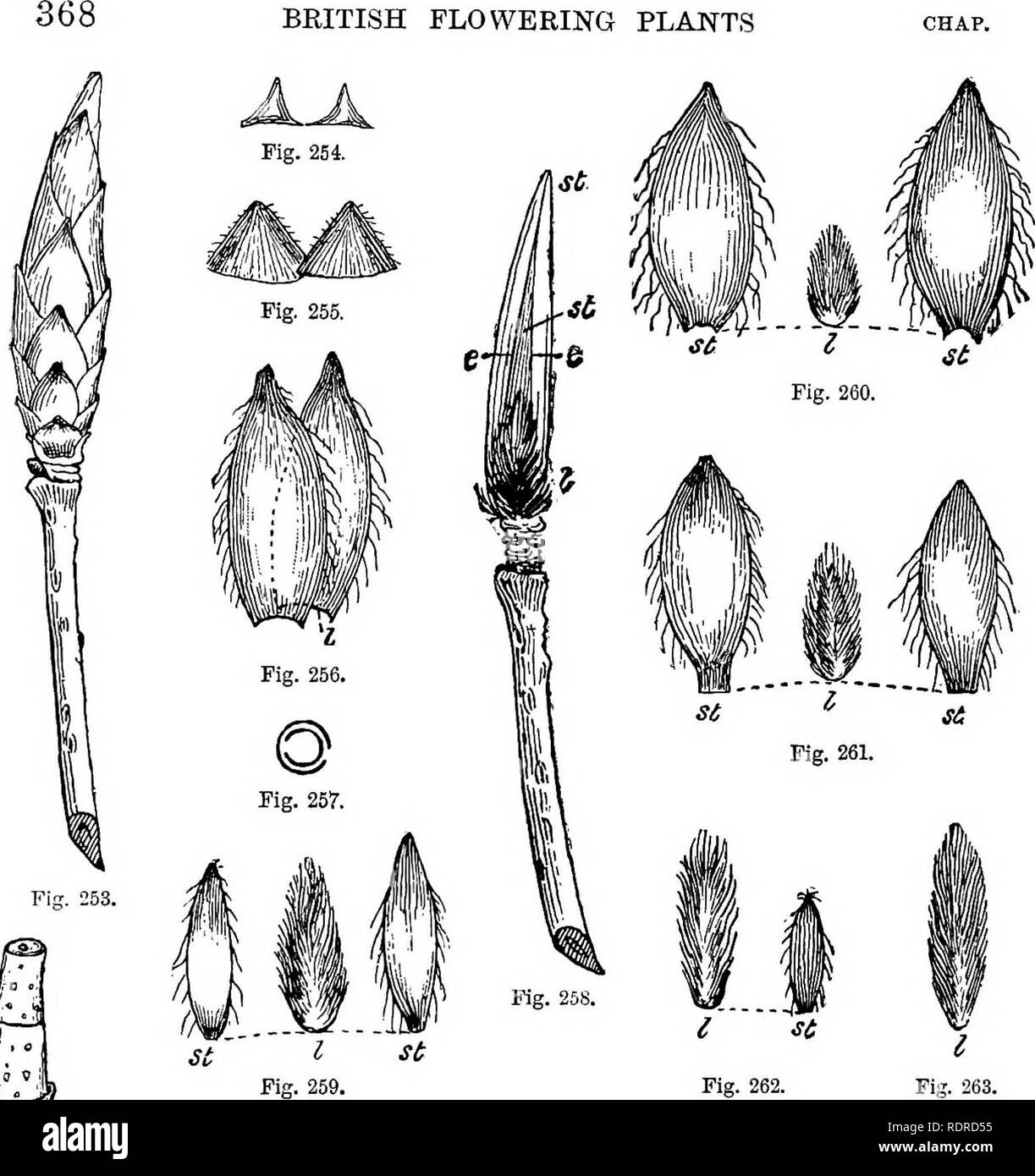 . Notes on the life history of British flowering plants. Botany; Plant ...