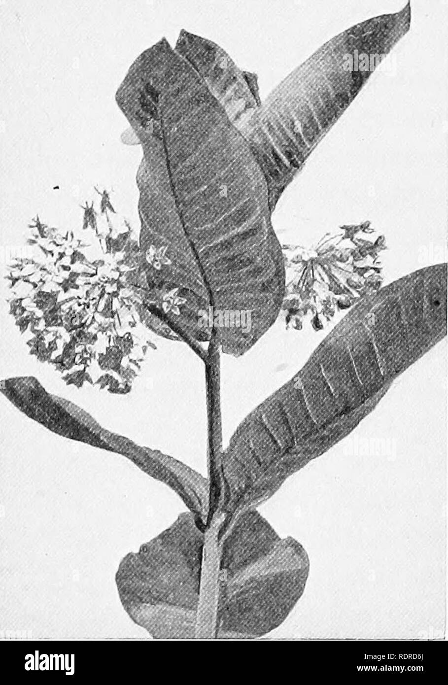 . Introduction to botany. Botany. 192 Introduction to Botany. Fig. 107 ...