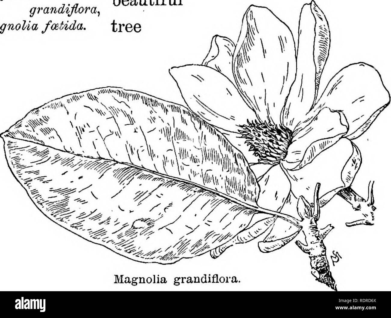 Giant cypress tree Black and White Stock Photos & Images - Alamy