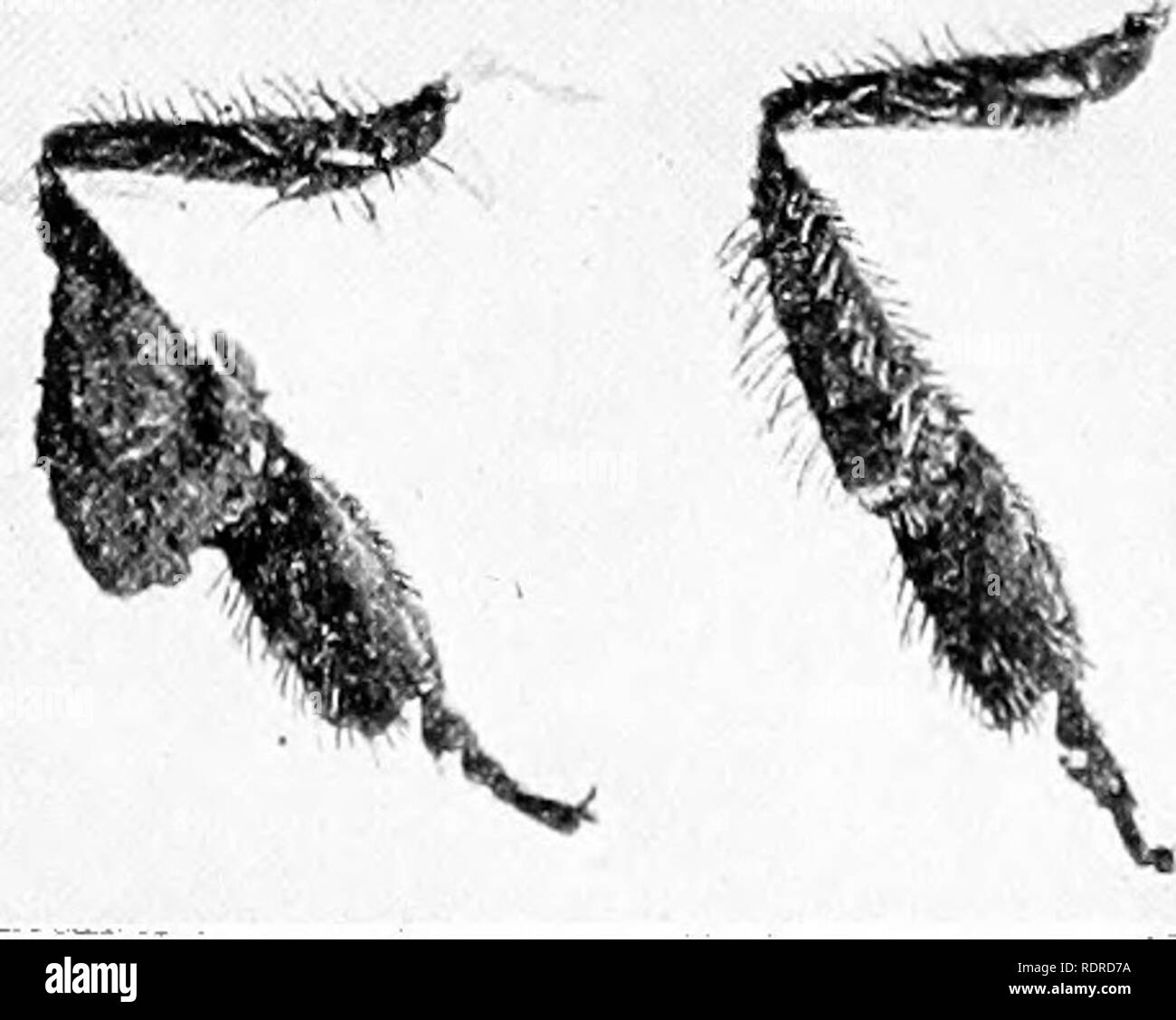 Pollination diagram hi-res stock photography and images - Alamy