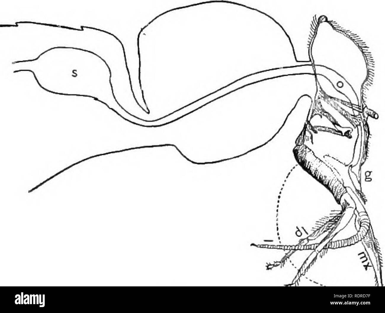 Bee pollination process diagram hi-res stock photography and images - Alamy