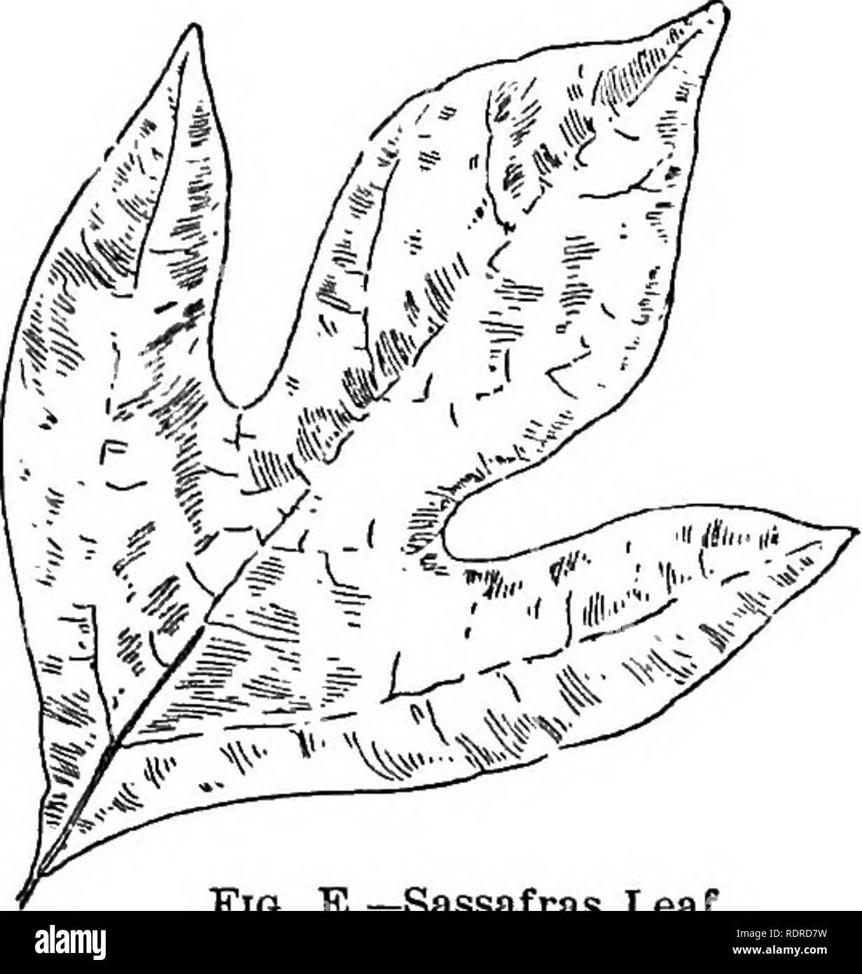 Toothed Leaf Edge High Resolution Stock Photography and Images - Alamy