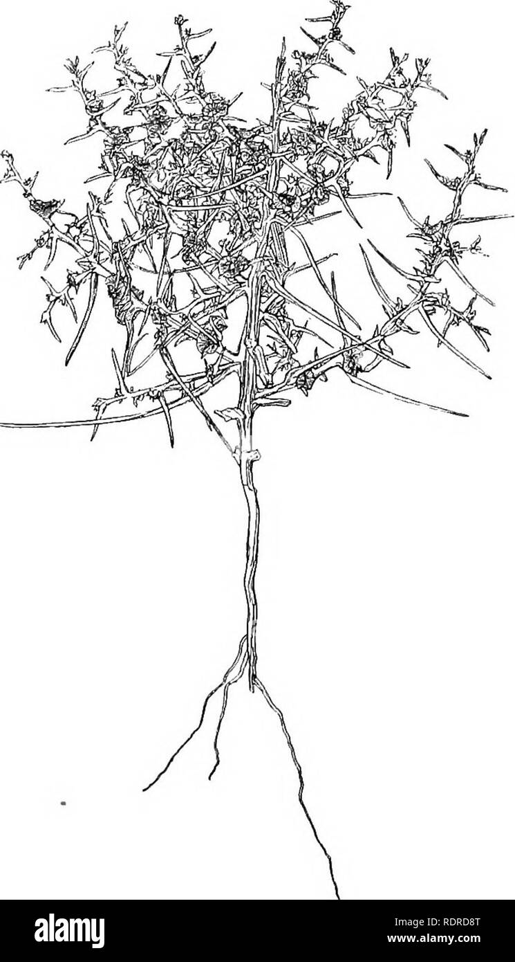 1874 75 Black and White Stock Photos & Images - Alamy