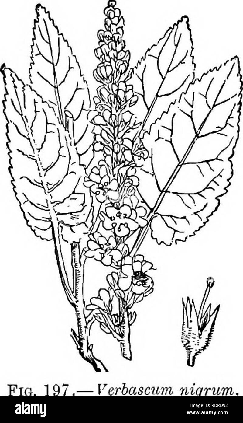 Decurrent leaves Black and White Stock Photos & Images - Alamy