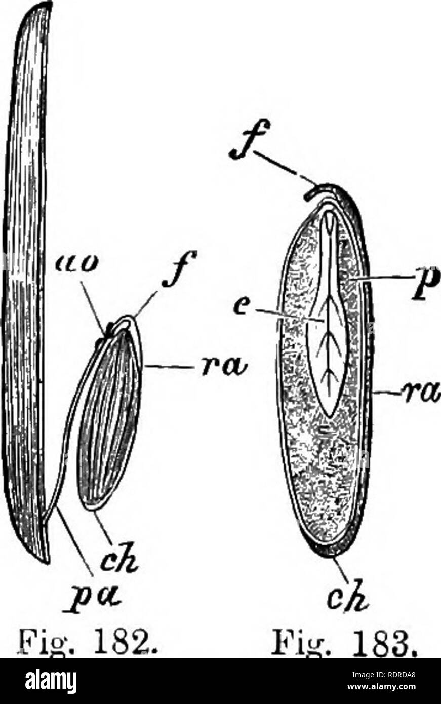 Flowering trees in wind on hi-res stock photography and images - Alamy