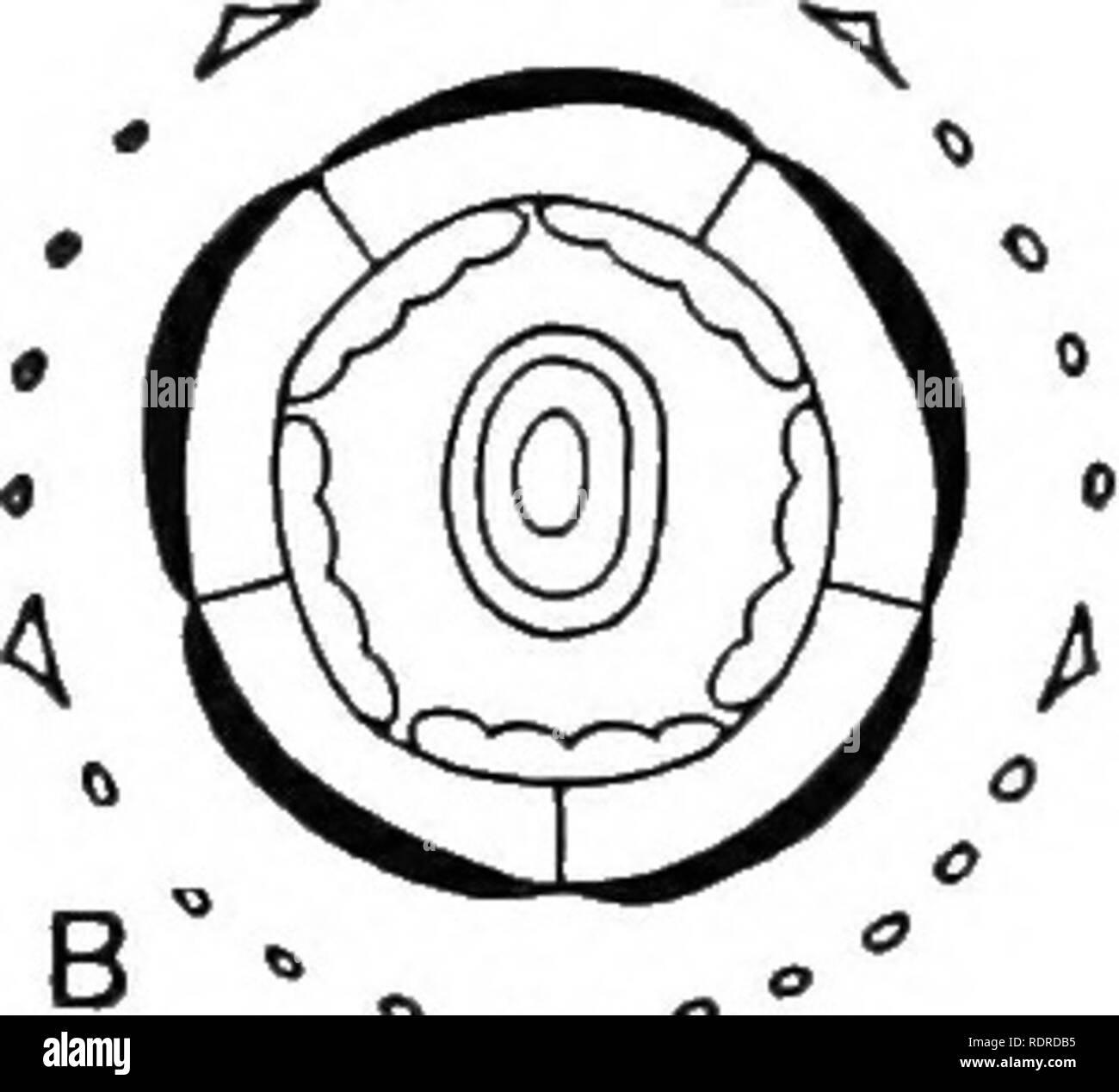 . Introduction to botany. Botany. aW-''^ ° o o o. Fig. 80. Diagrams of ...