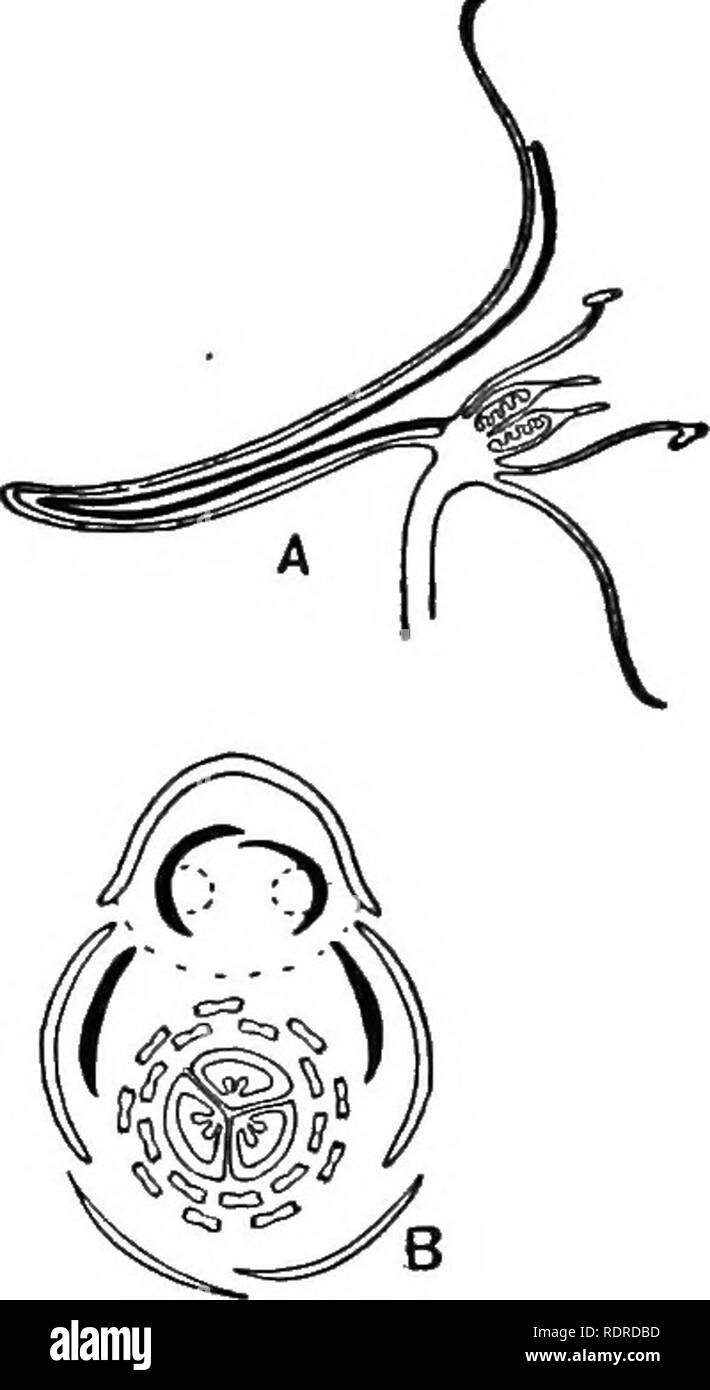 . Introduction to botany. Botany. Flowers. ^55 flower, the upper sepal ...