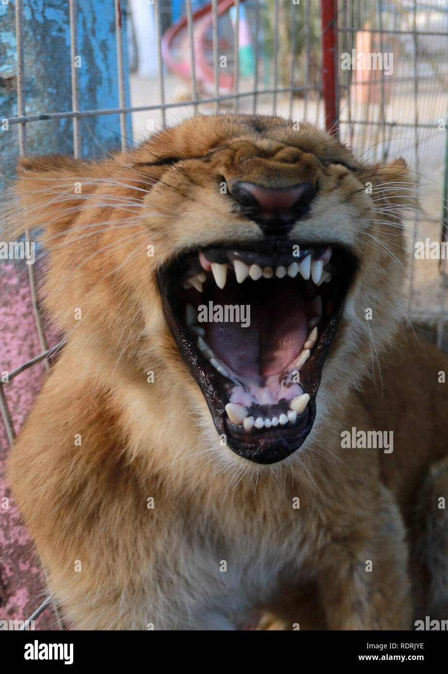 Gaza, Palestinian Territories. 18th Jan, 2019. Lion inside their cage ...