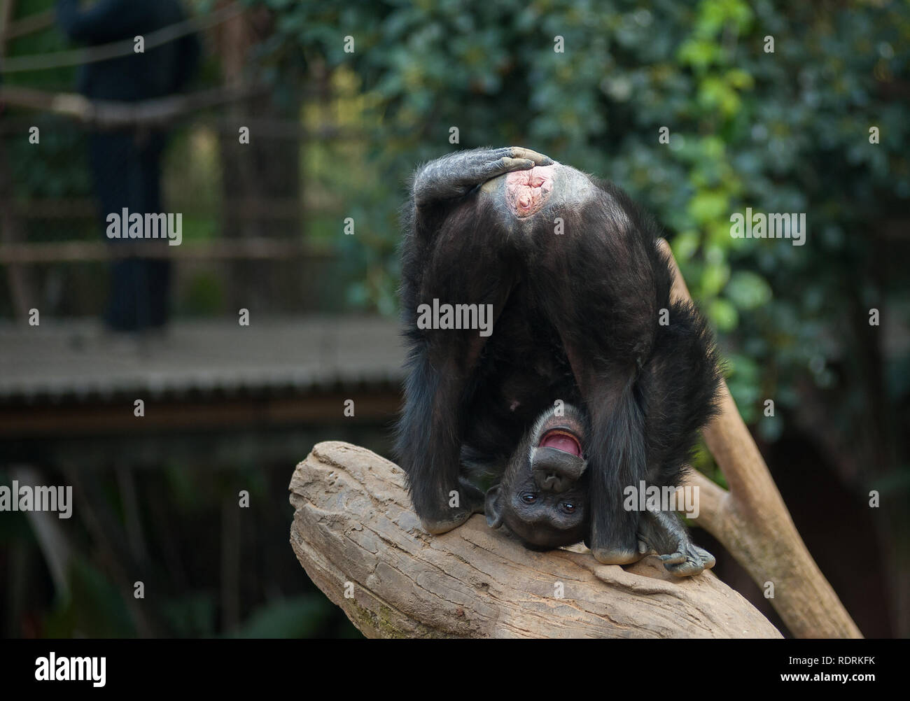 Chimpanzee enclosure hi-res stock photography and images - Alamy
