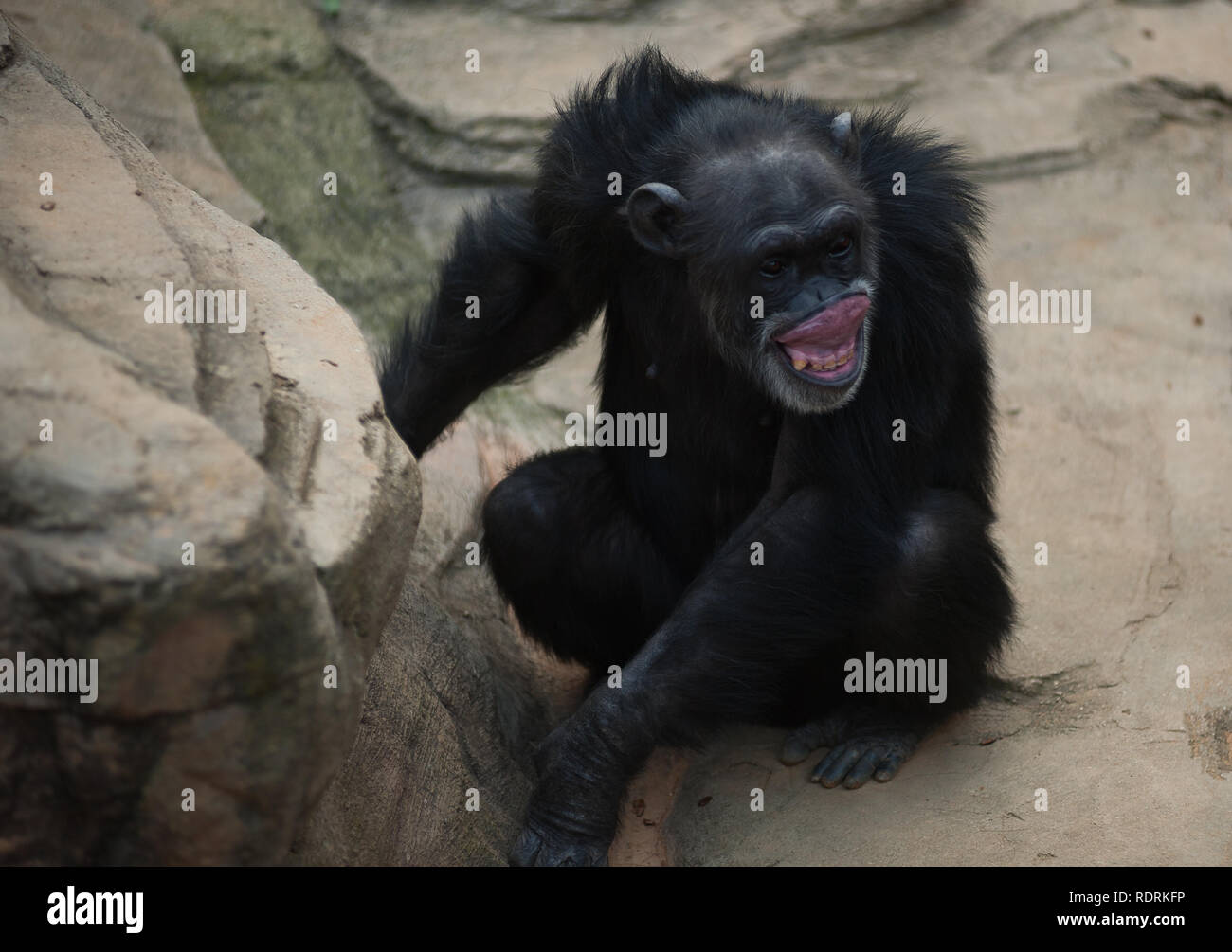 Chimpanzee enclosure zoo hi-res stock photography and images - Alamy