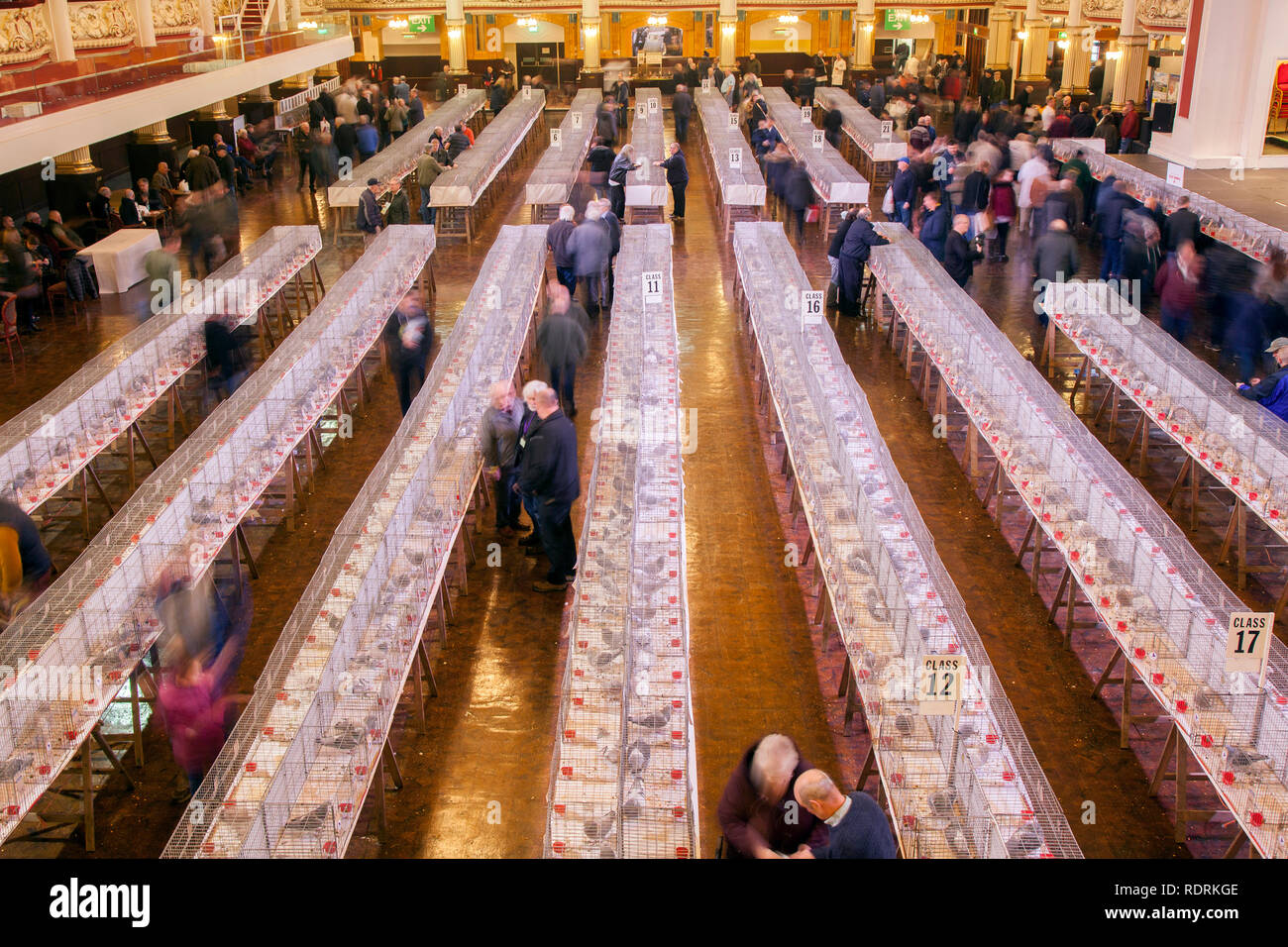 Blackpool, Lancashire. UK 19th Jan, 2019. British Homing Pigeon Show ...