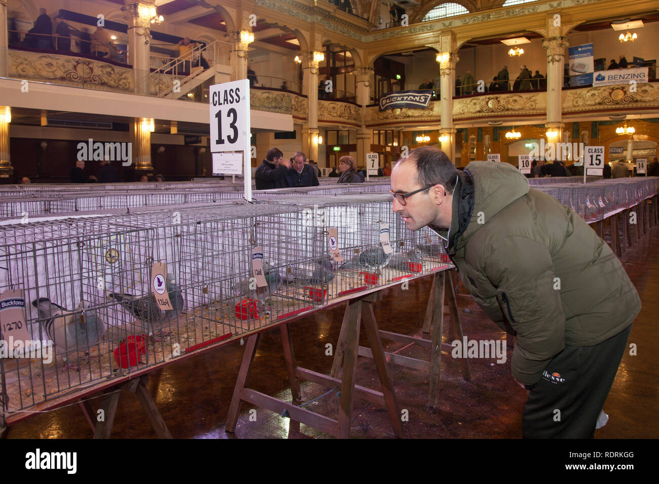 Exhibition pigeon hi-res stock photography and images - Alamy