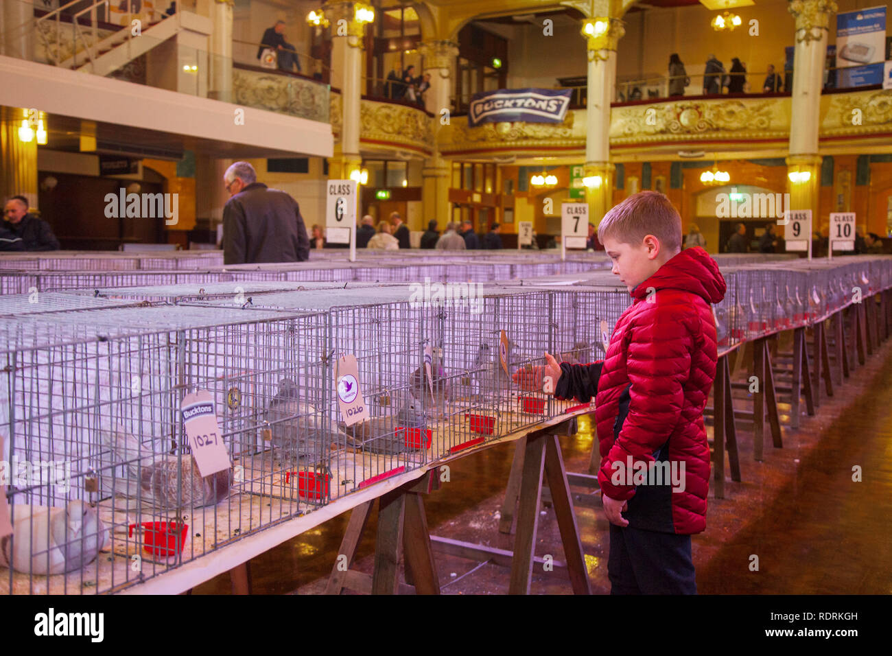 Pigeon Exhibition High Resolution Stock Photography and Images - Alamy