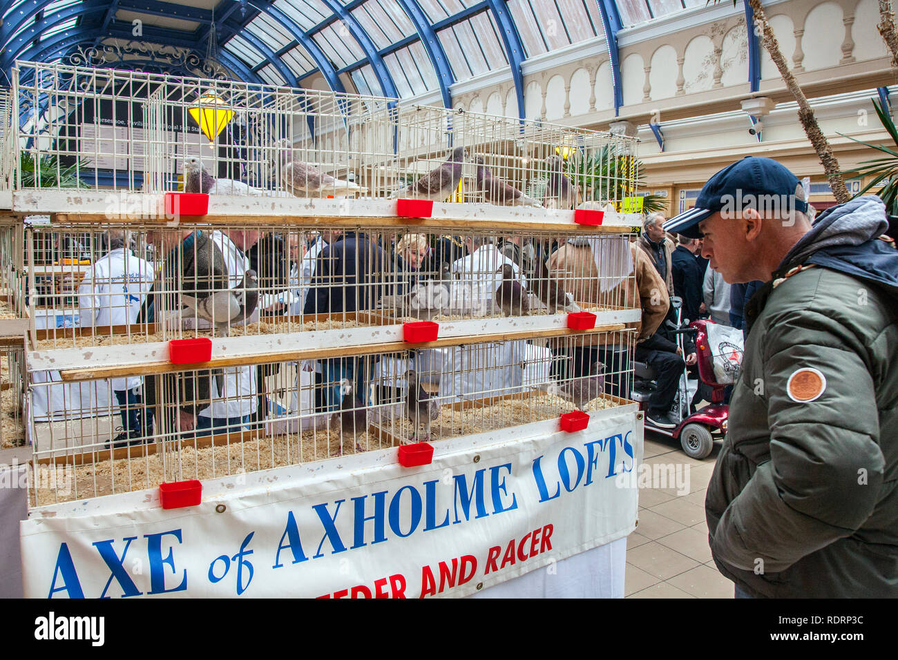 Caged bird show hi-res stock photography and images - Alamy