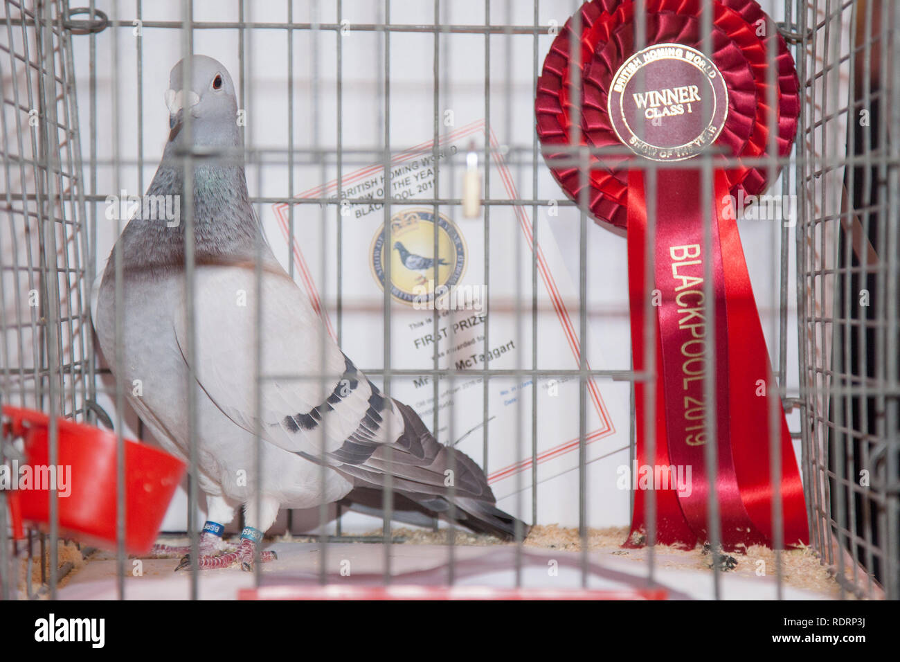Blackpool, Lancashire. UK 19th Jan, 2019. Class winner at the British ...