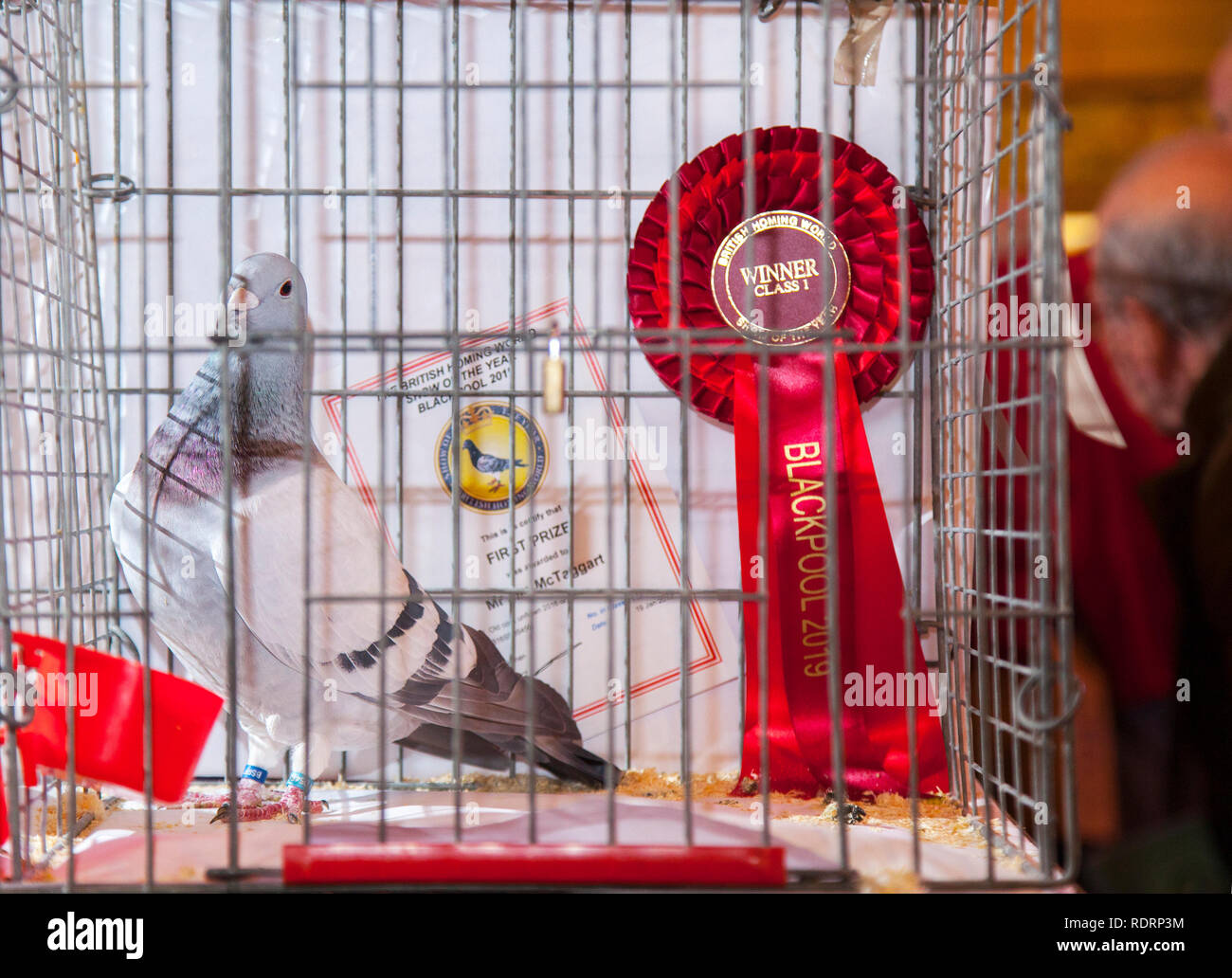 Blackpool, Lancashire. UK 19th Jan, 2019. Class winner at the British ...