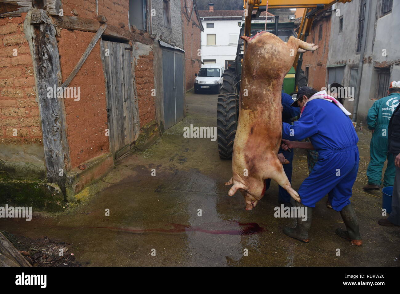 Traditional pig slaughter hi-res stock photography and images - Alamy