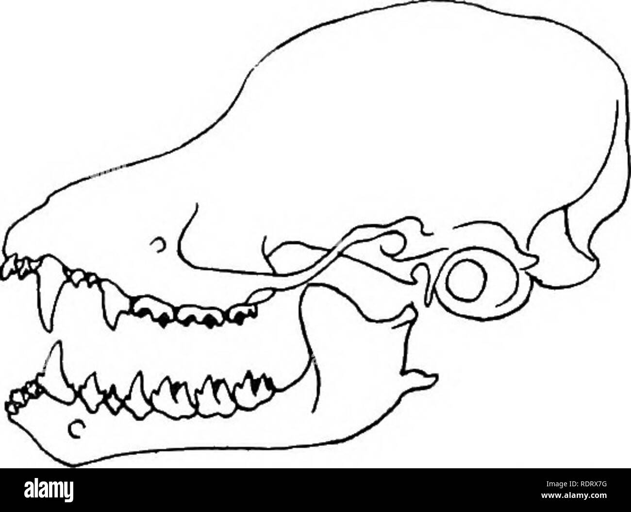 Bat Winged Wolf Base