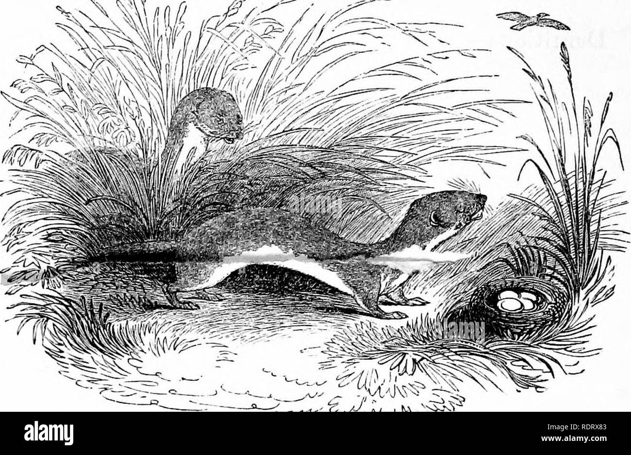 Mustela vulgaris hi-res stock photography and images - Alamy