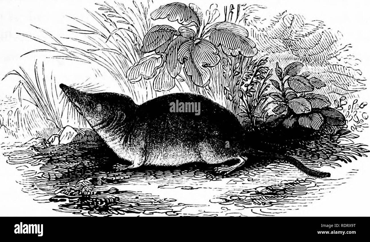 Shrew teeth hi-res stock photography and images - Alamy