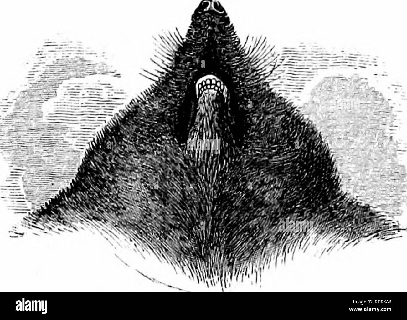 Maxillary bones Black and White Stock Photos & Images - Alamy