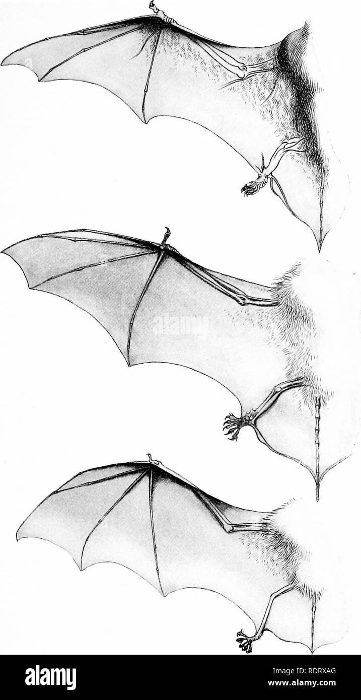 . A history of British mammals . Mammals; Bats; Insectivores (Mammals ...