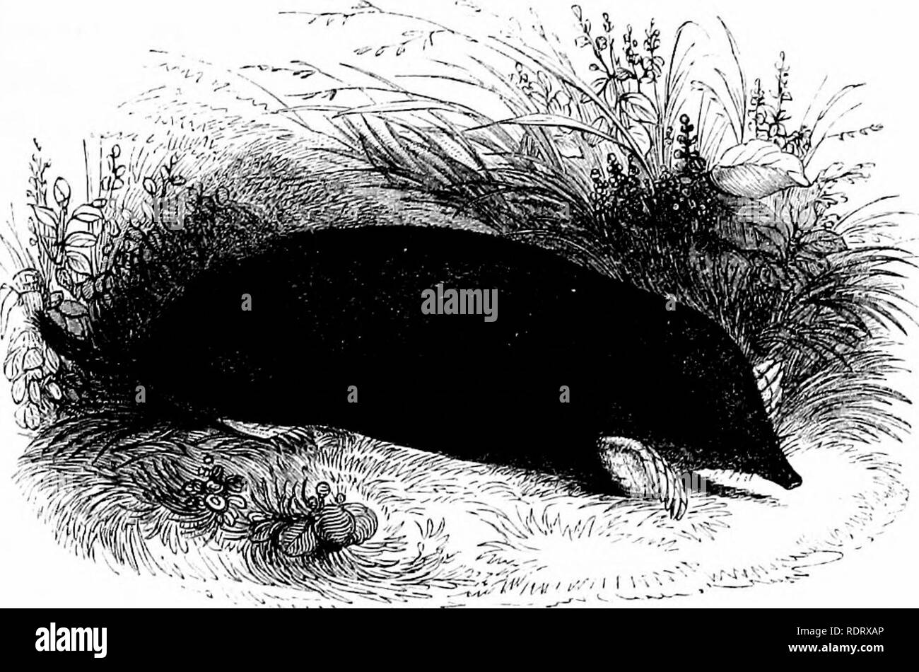 Tulpa Black and White Stock Photos & Images - Alamy