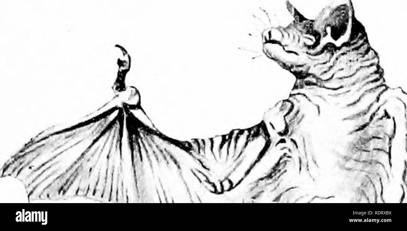 . A history of British mammals . Mammals; Bats; Insectivores (Mammals ...