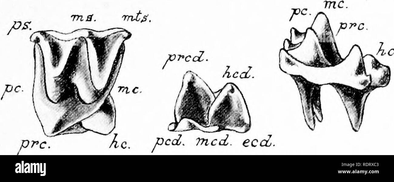 Pre Molar Black and White Stock Photos & Images - Alamy