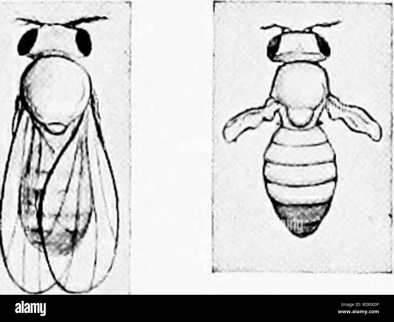 Vestigial wings Black and White Stock Photos & Images - Alamy