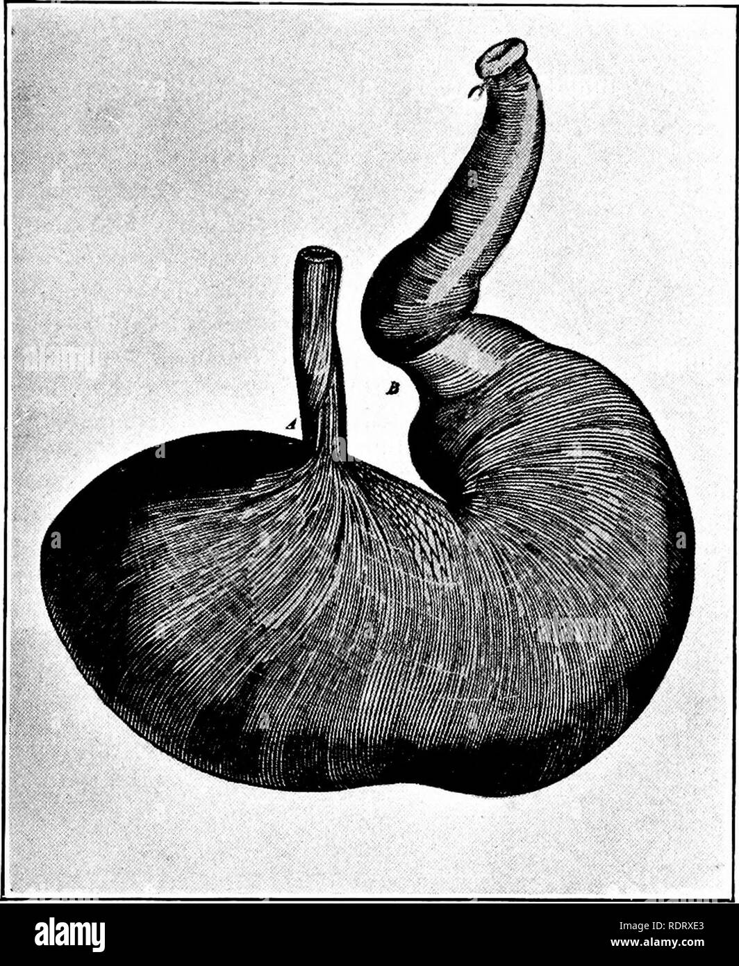 . Elementary treatise on stock feeds and feeding. Feeds. PHYSIOLOGY OF ...