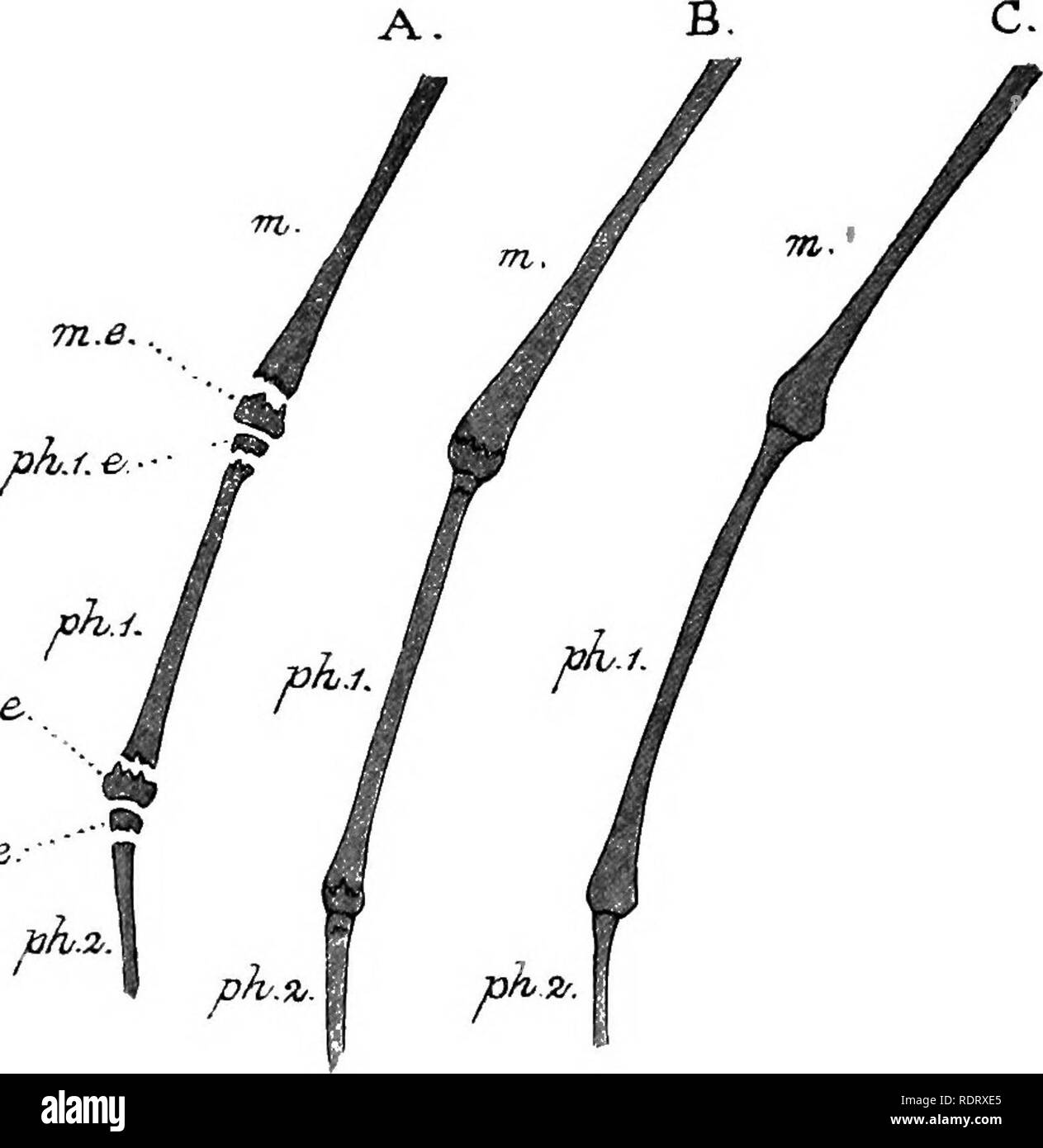 Phalangeal joints Cut Out Stock Images & Pictures - Alamy