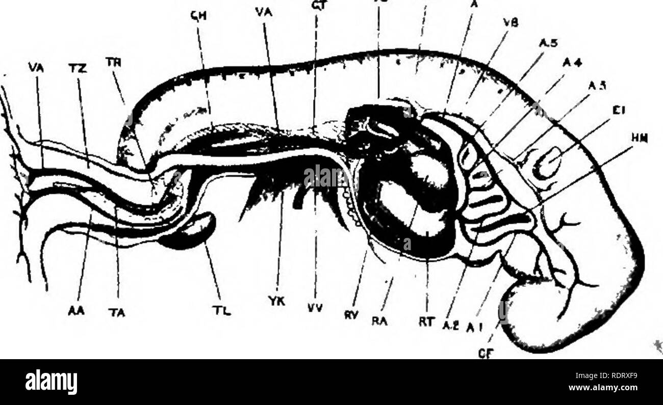 Gill slits Black and White Stock Photos & Images - Alamy