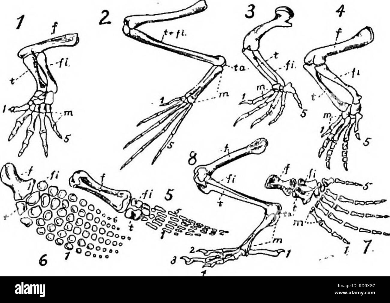 . A critique of the theory of evolution. Evolution. 8 THEORY OF ...