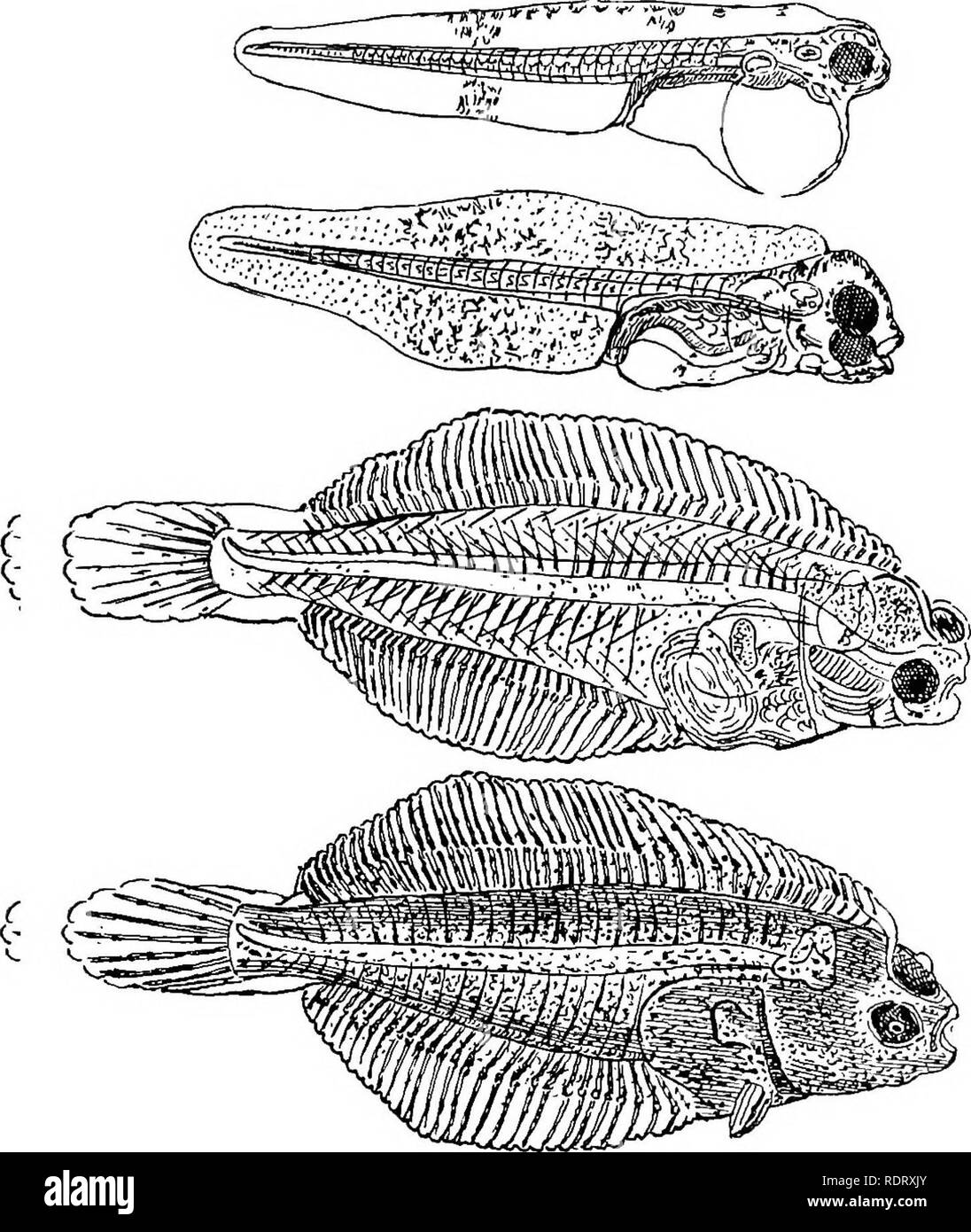 Early life stages of plaice hi-res stock photography and images - Alamy