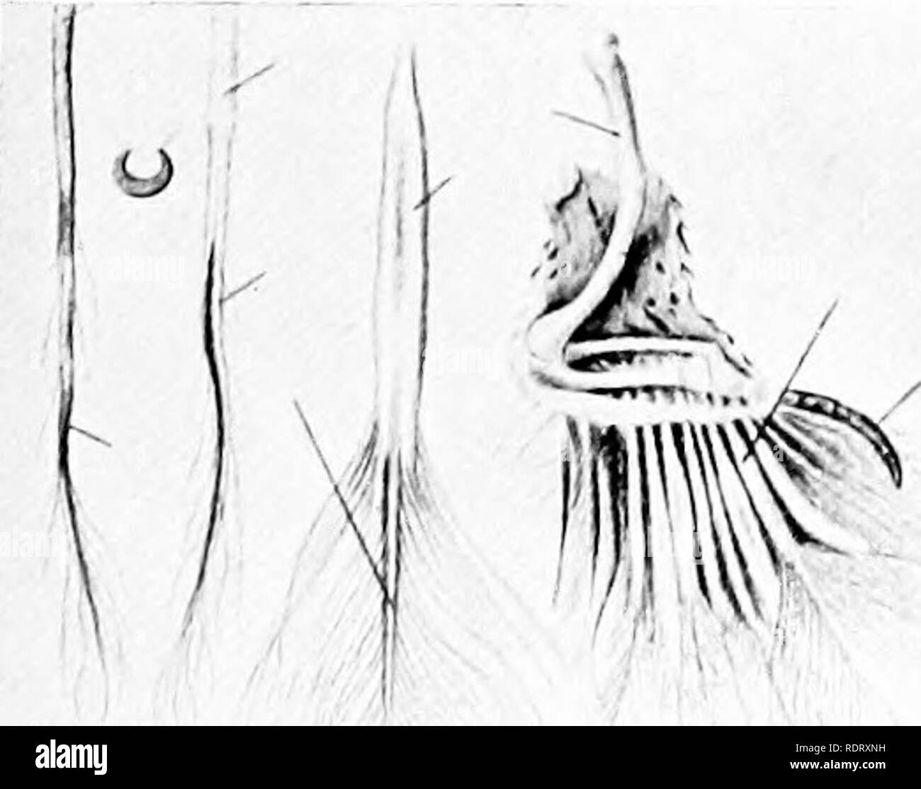 Hollow quill hi-res stock photography and images - Alamy