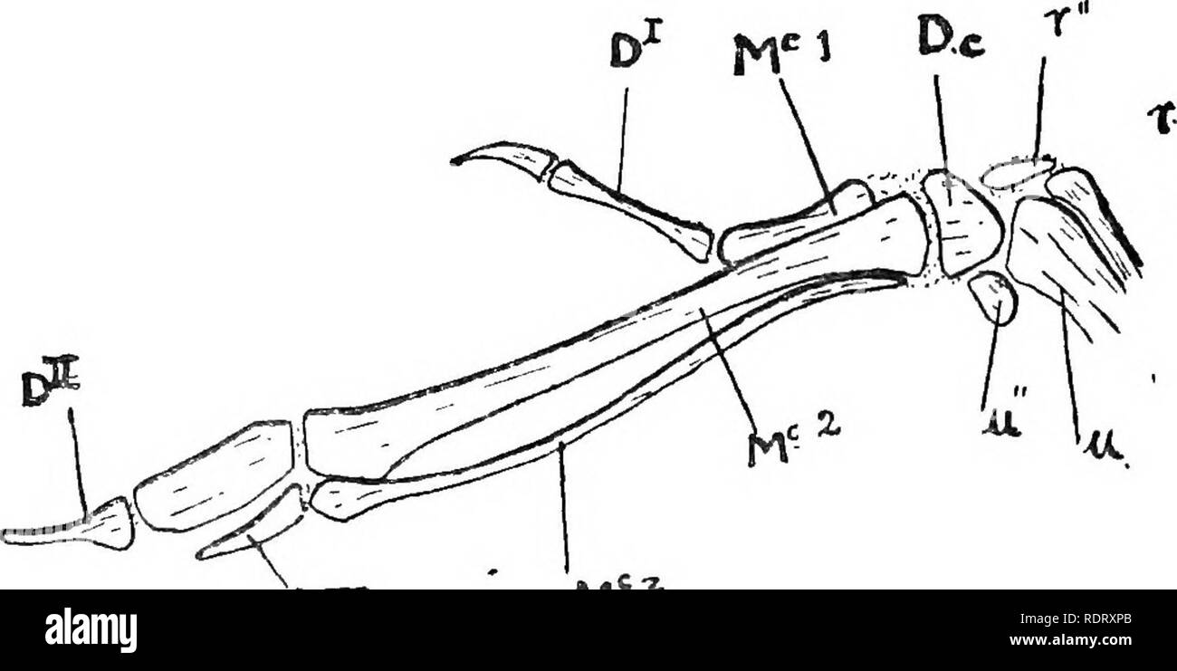 . The infancy of animals. Animals. YOUNG BIRDS AND RECORDS OF THE PAST ...