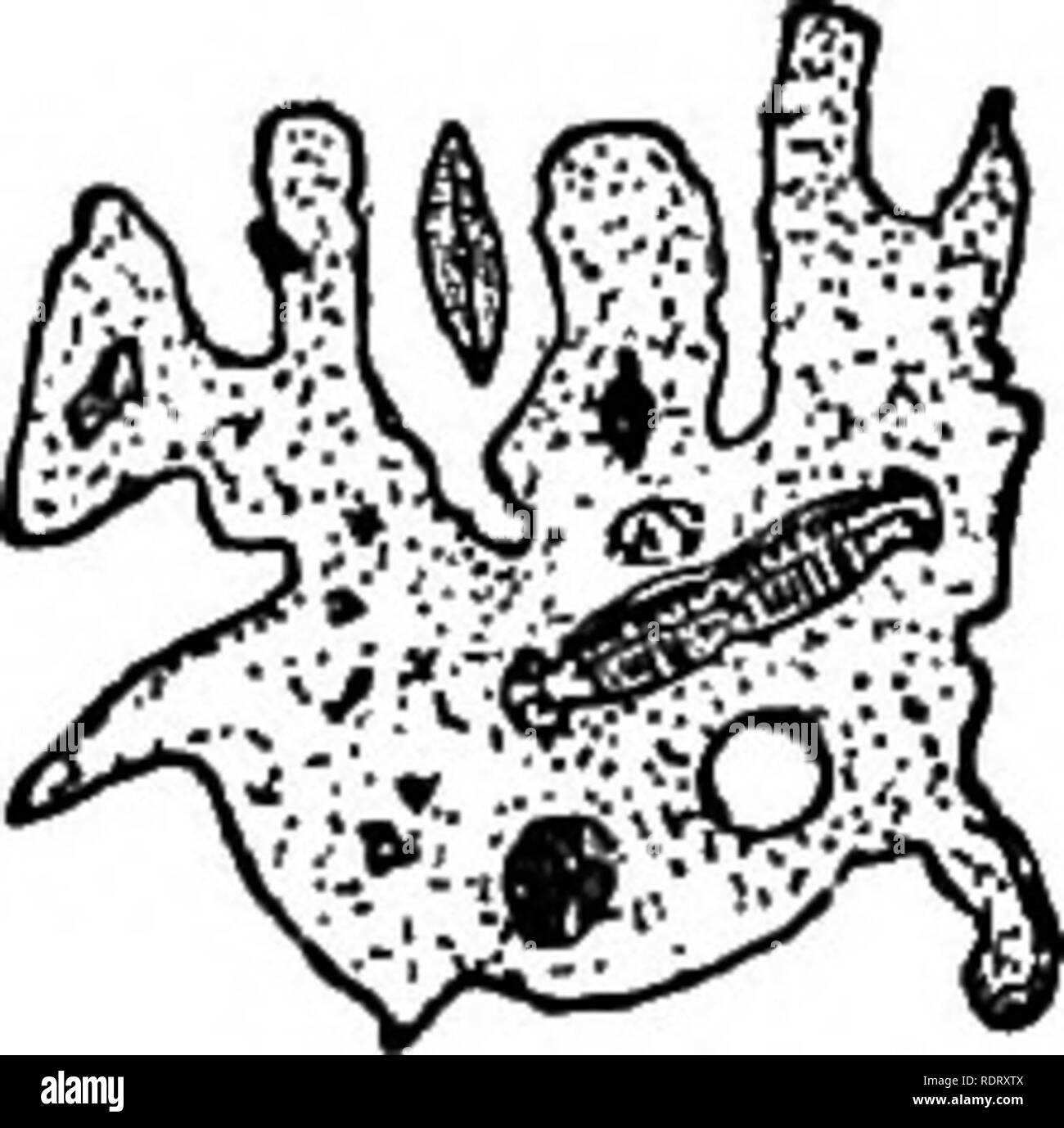 Protozoa amoeba Black and White Stock Photos & Images - Alamy