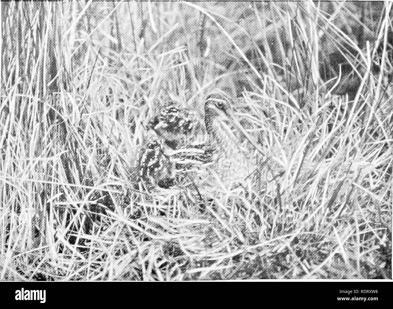 . The infancy of animals. Animals. SNIPE CHICKS. The buffish white, and ...