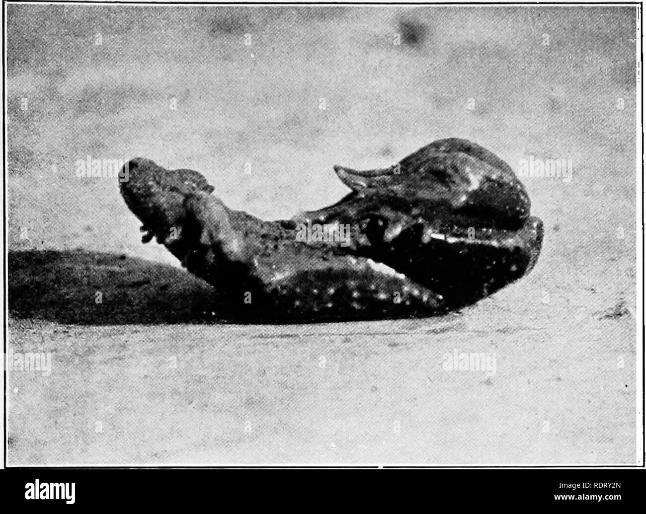 Death of a toad Black and White Stock Photos & Images - Alamy