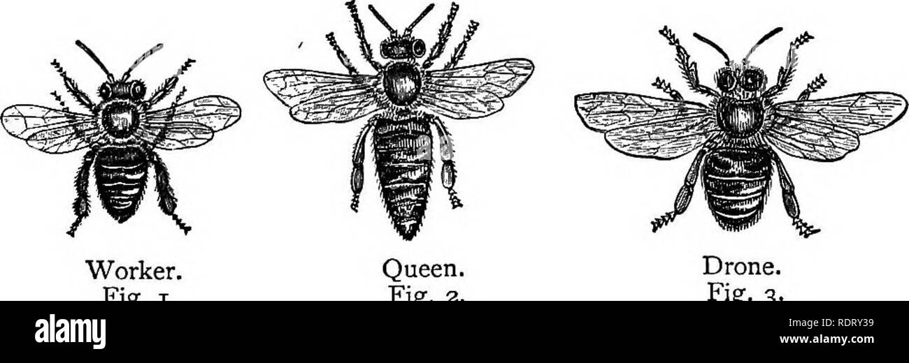 Queen Honey Bee Size