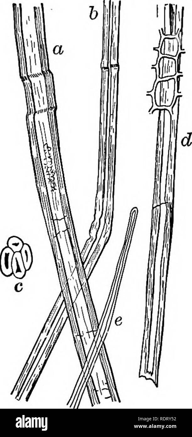 Hemp Fiber Microscopic