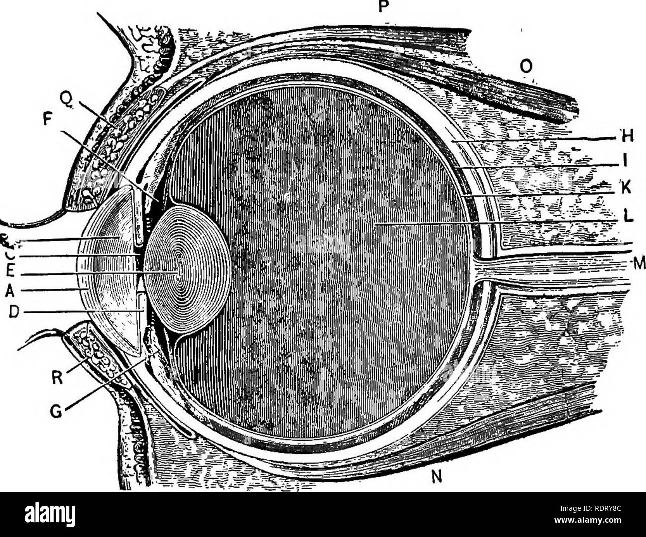 Inferior rectus muscle hi-res stock photography and images - Alamy